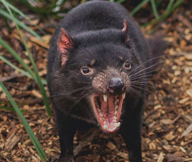 21 zoos and sanctuaries in NSW to see animals up close