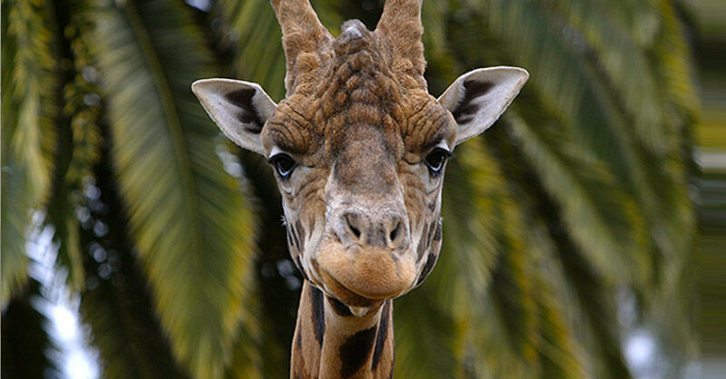 Tower of Giraffe at Melbourne Zoo | Mum's Grapevine