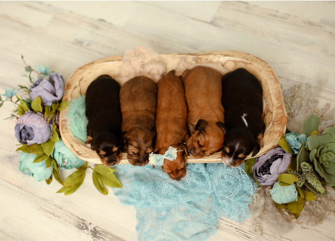 Sweet dachshund puppy 'newborn' photo shoot | Mum's Grapevine